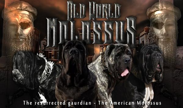 AMERICAN MOLOSSUS